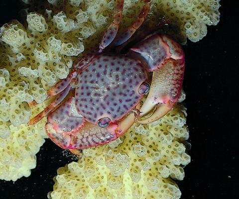 Arthropoda Phylum Marine